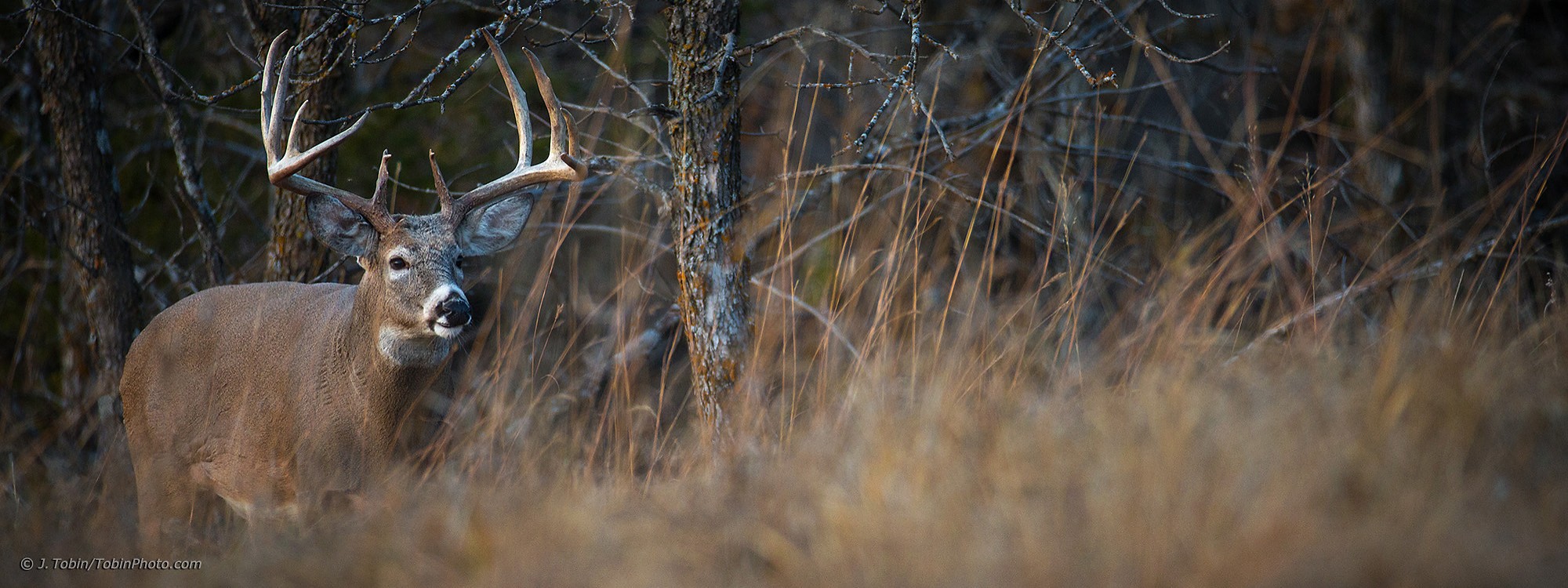 Trophy Whitetail Deer Hunting Ranch
